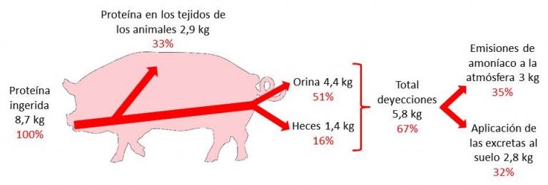 Cerdo deyecciones | Oxifuch